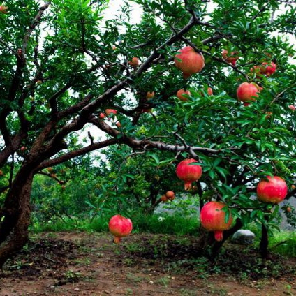 pom tree | Glowfic Constellation