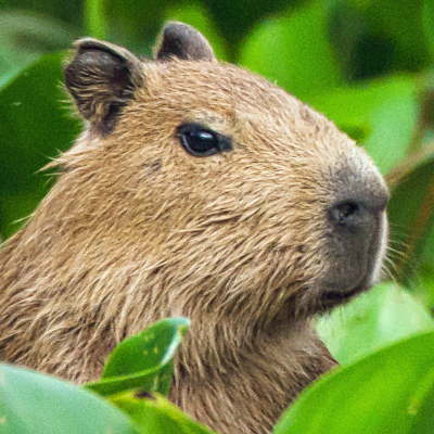 Golarion (Gallery) | Glowfic Constellation